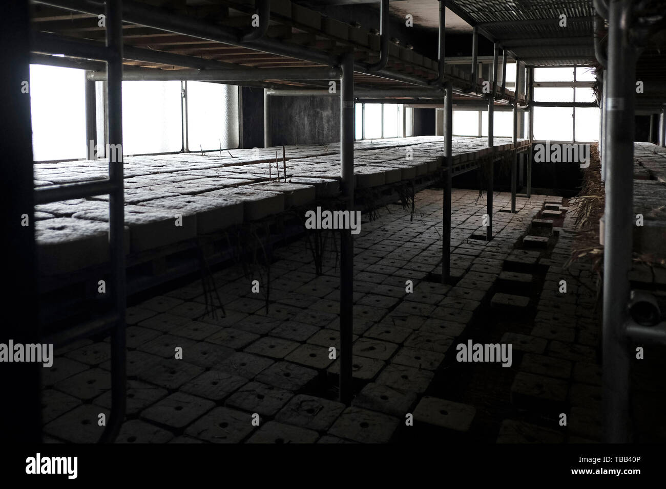 Wheat bricks fermenting in a dark cultivating yeast room in Kinmen ...