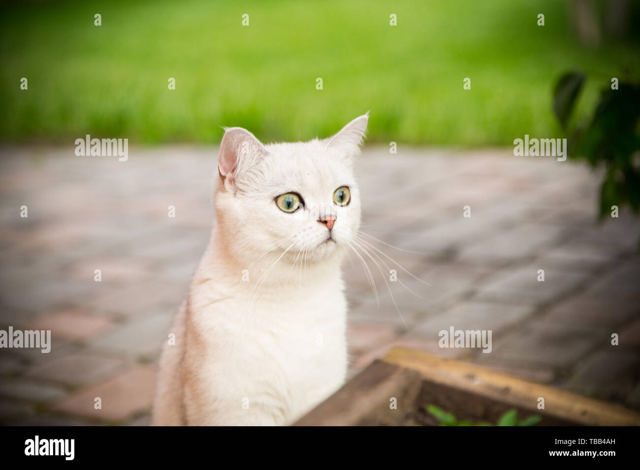domestic cat breed Scottish chinchilla straight walking outdoors Stock ...