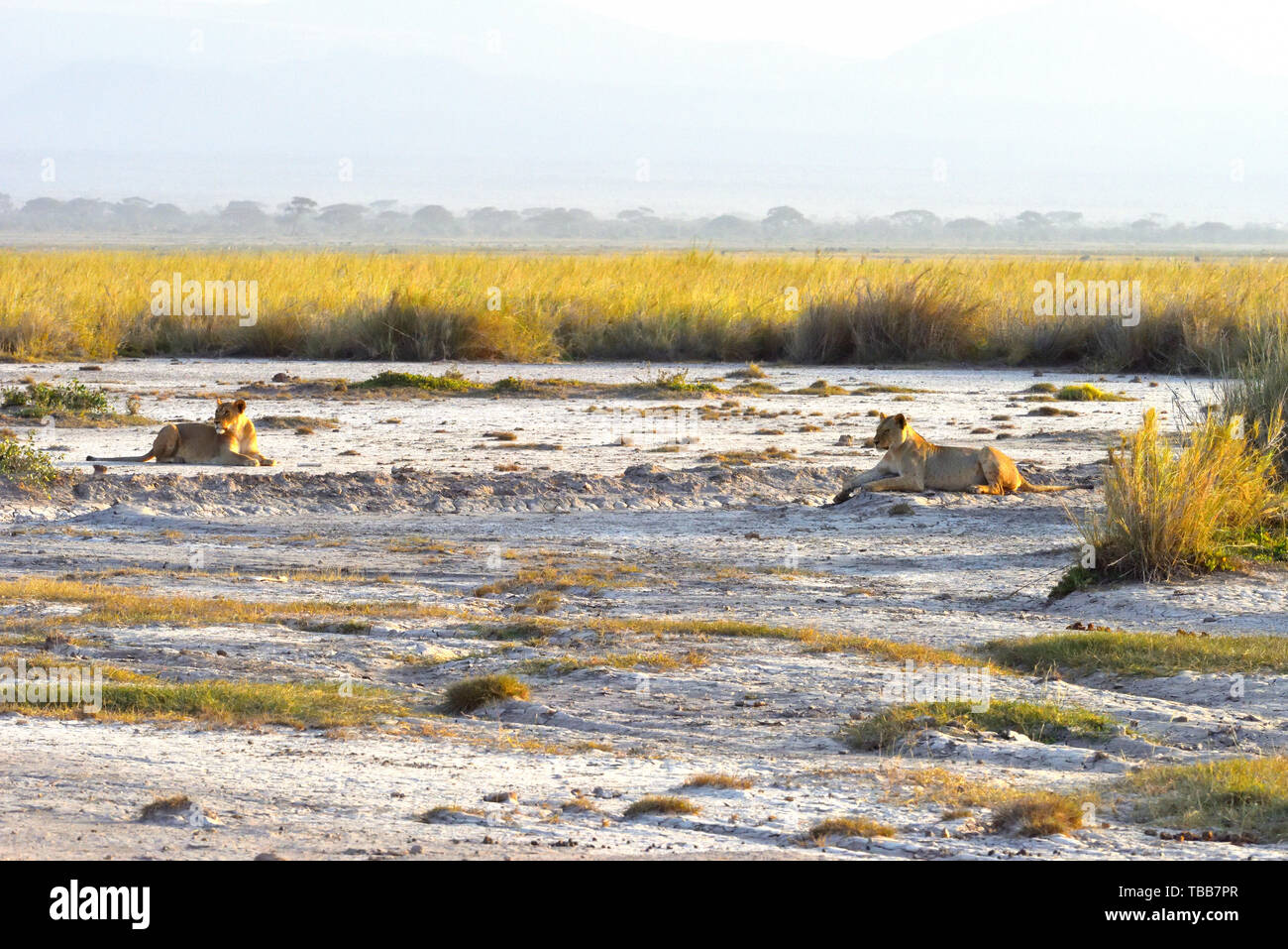 The Lions, the Simba family Stock Photo - Alamy