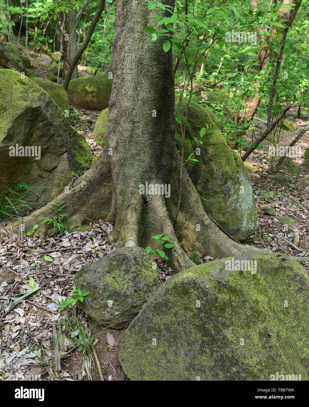 Tieshan hi-res stock photography and images - Alamy