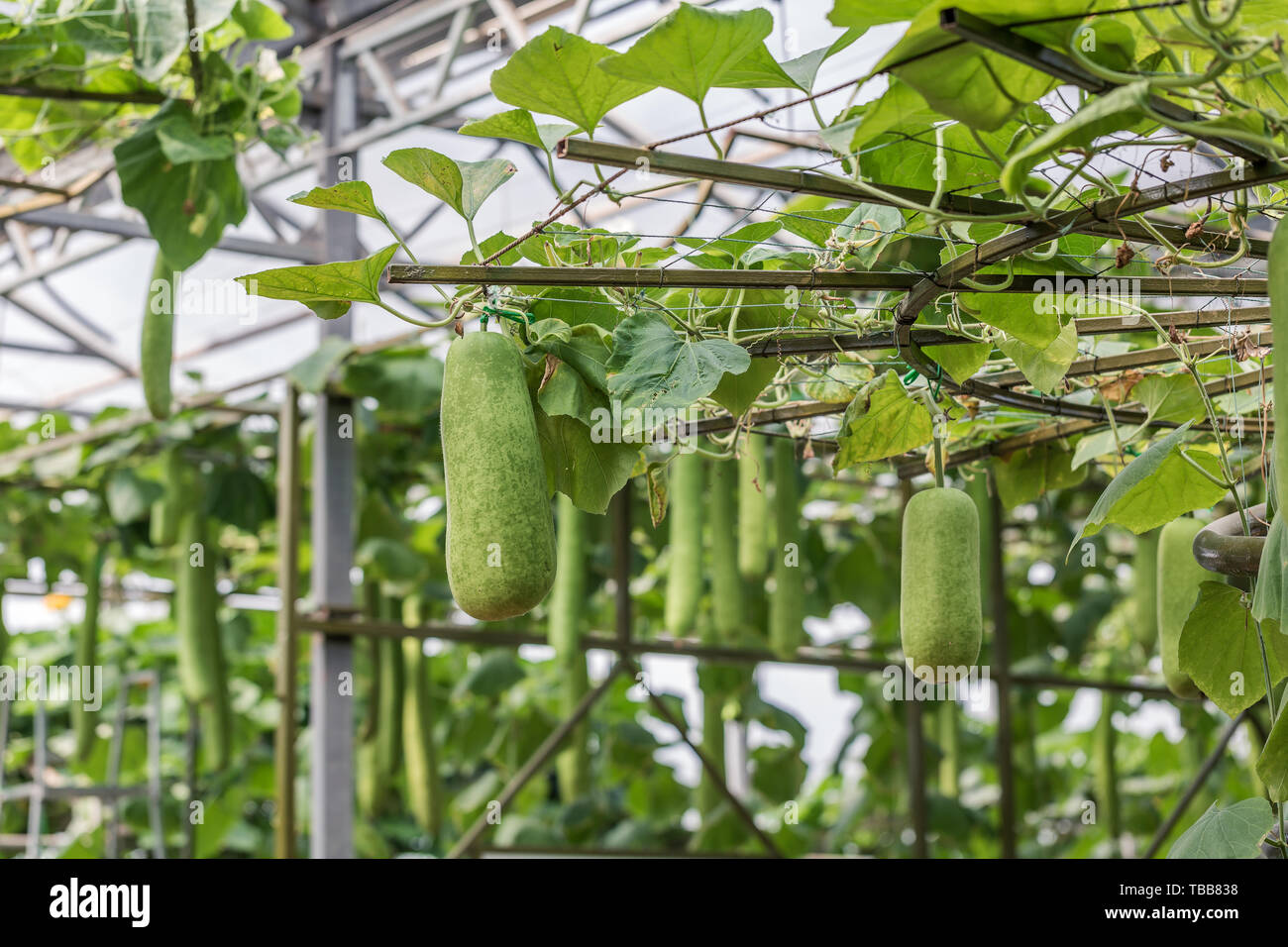 Melon sheds hi-res stock photography and images - Alamy