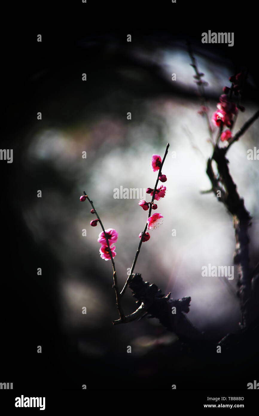 The light and shadow bokeh creation of plum blossoms Stock Photo - Alamy