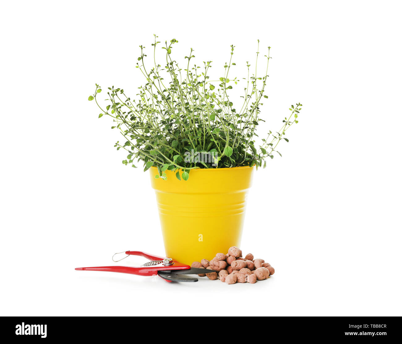 Plant in pot and gardening pruner on white background Stock Photo - Alamy