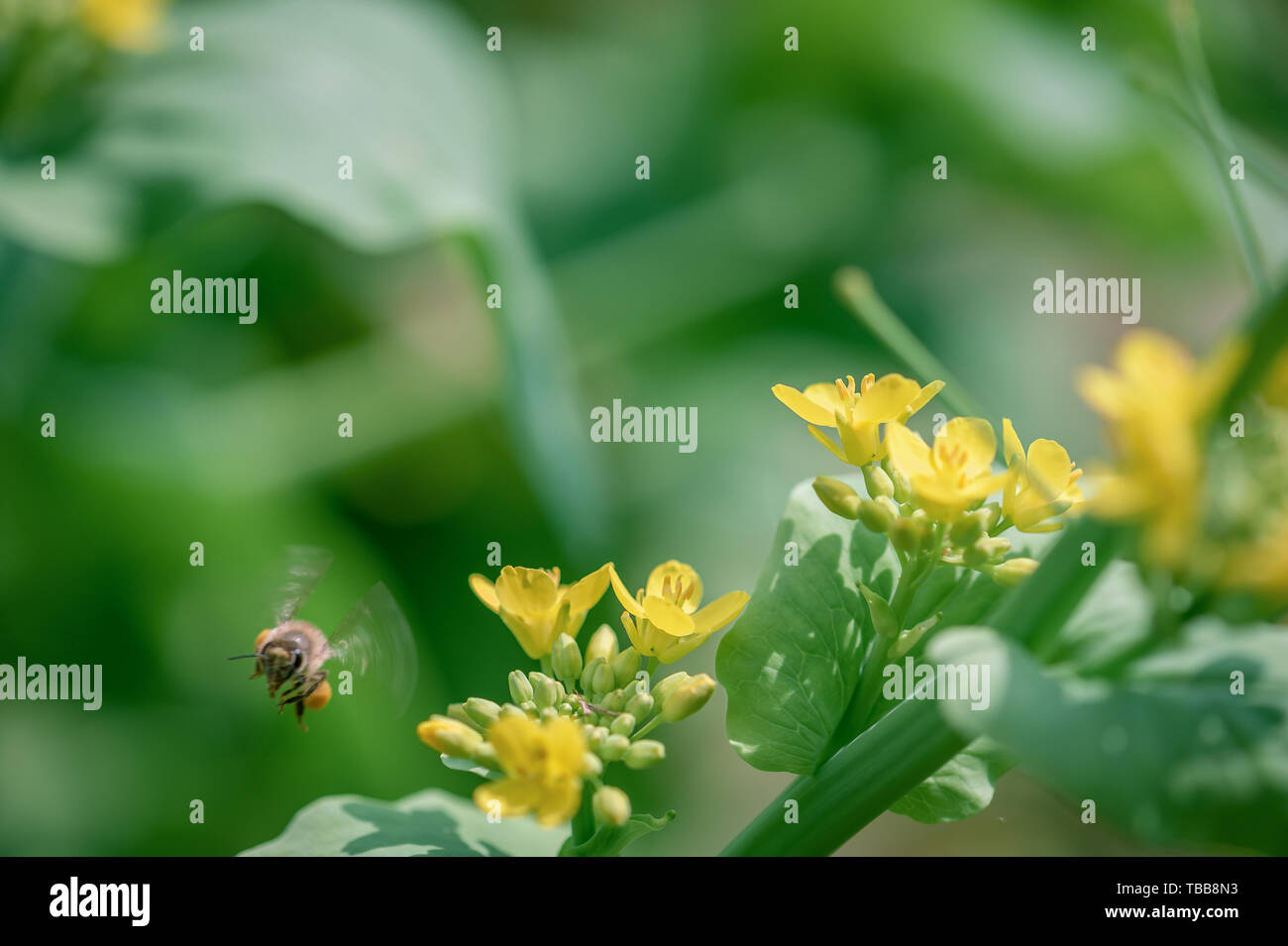 In the honey collection of bees Stock Photo - Alamy