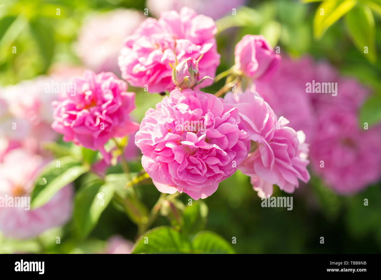 pink rose bush closeup on field background Stock Photo - Alamy