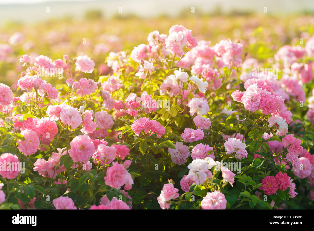 pink rose bush closeup on field background Stock Photo - Alamy
