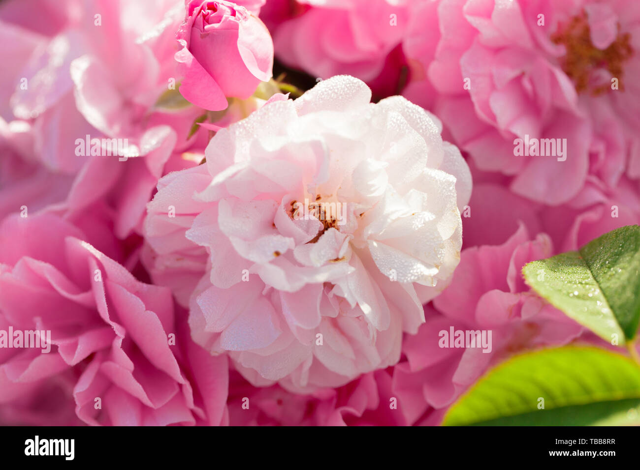 Rosebush farming hi-res stock photography and images - Alamy