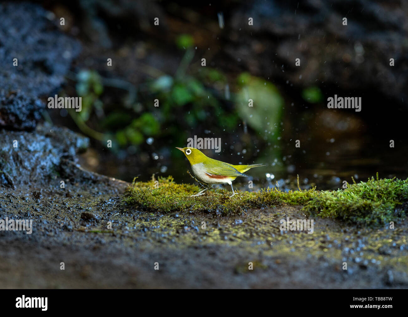 Rusty red wings hi-res stock photography and images - Alamy