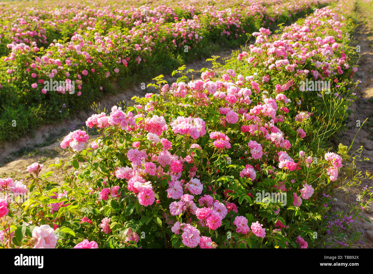 Field of roses Stock Photo - Alamy