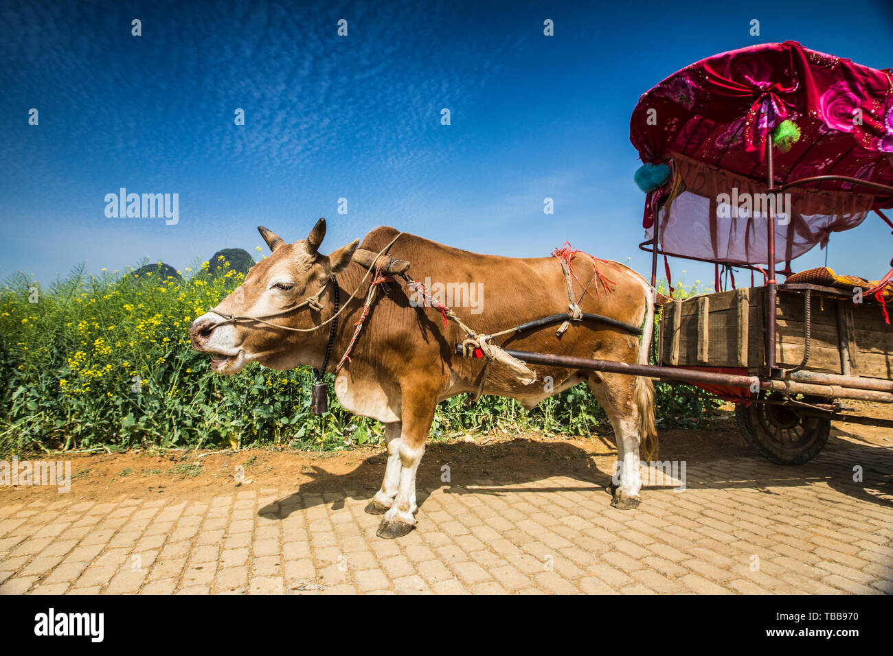 Sightseeing cattle cart in Luoping rapeseed field, Yunnan Province ...