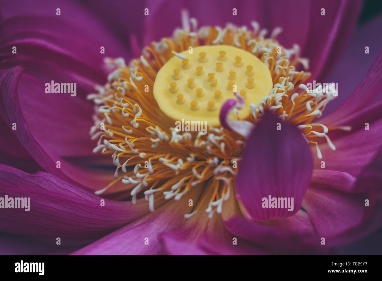 Lotus, Lotus Pool Park, beautiful Stock Photo - Alamy