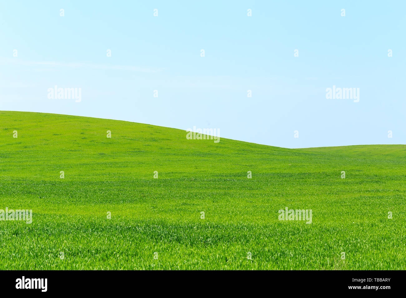 beautiful Green field Stock Photo - Alamy