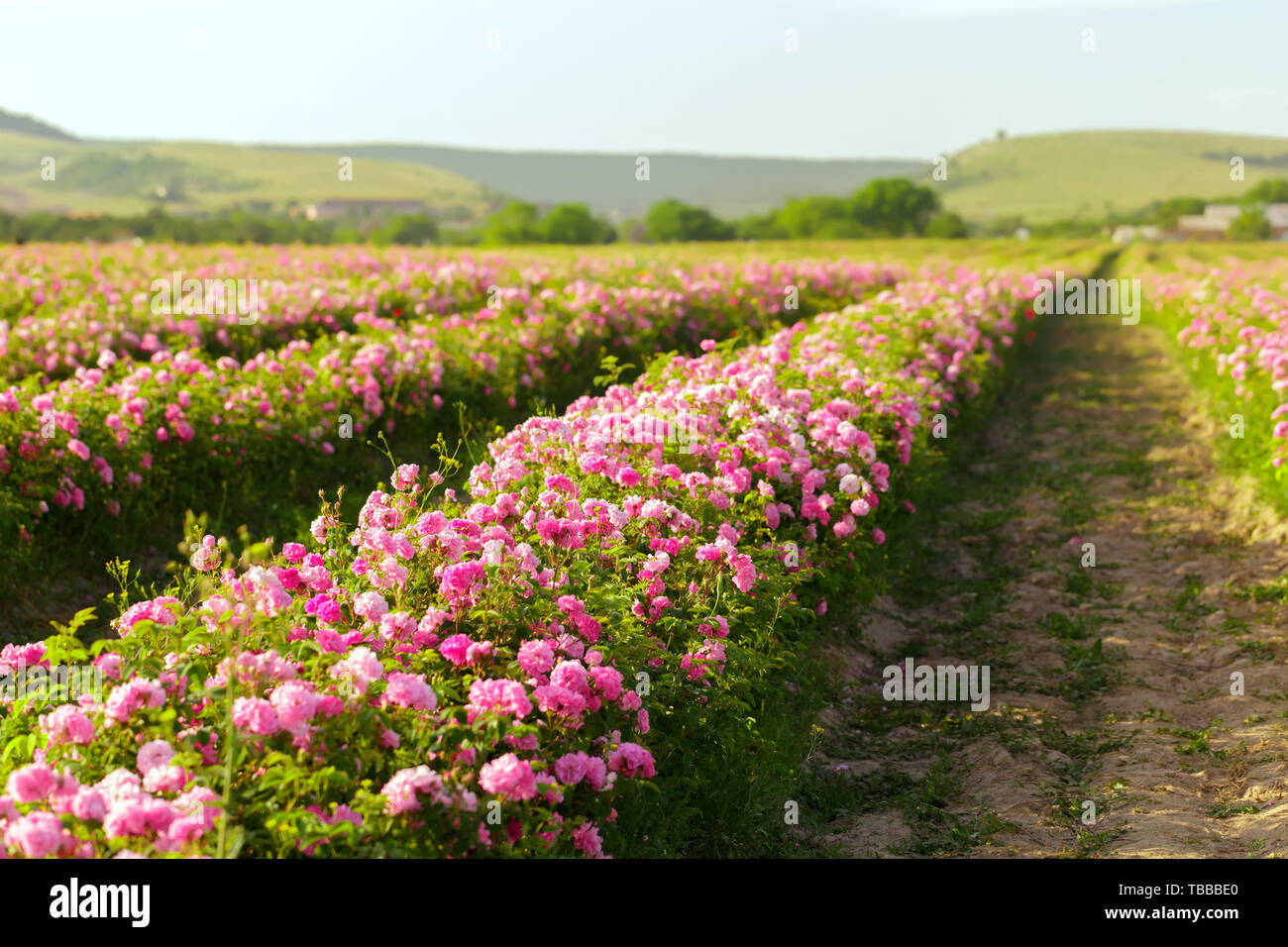 Field of roses Stock Photo - Alamy