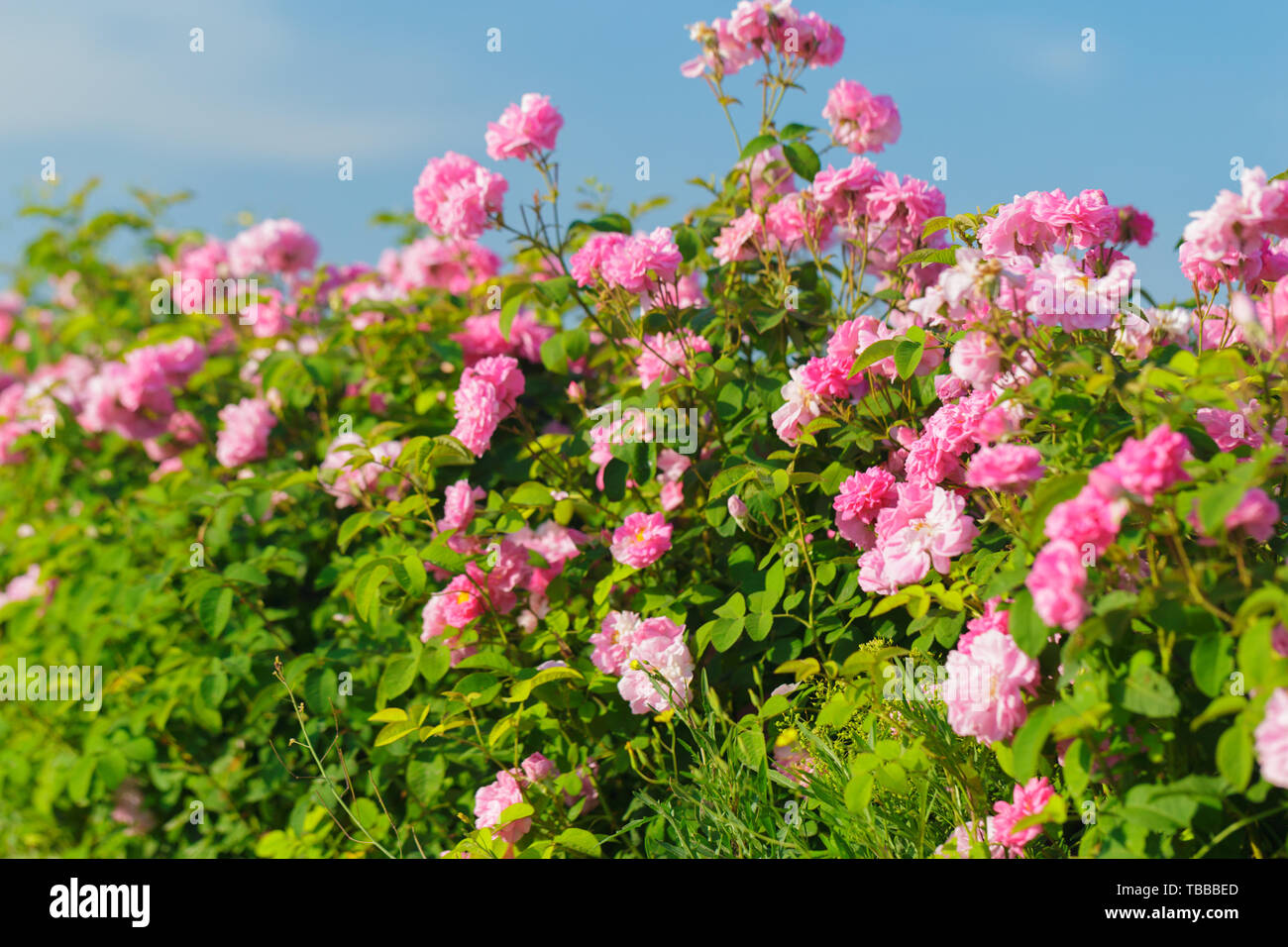 pink rose bush closeup on field background Stock Photo - Alamy