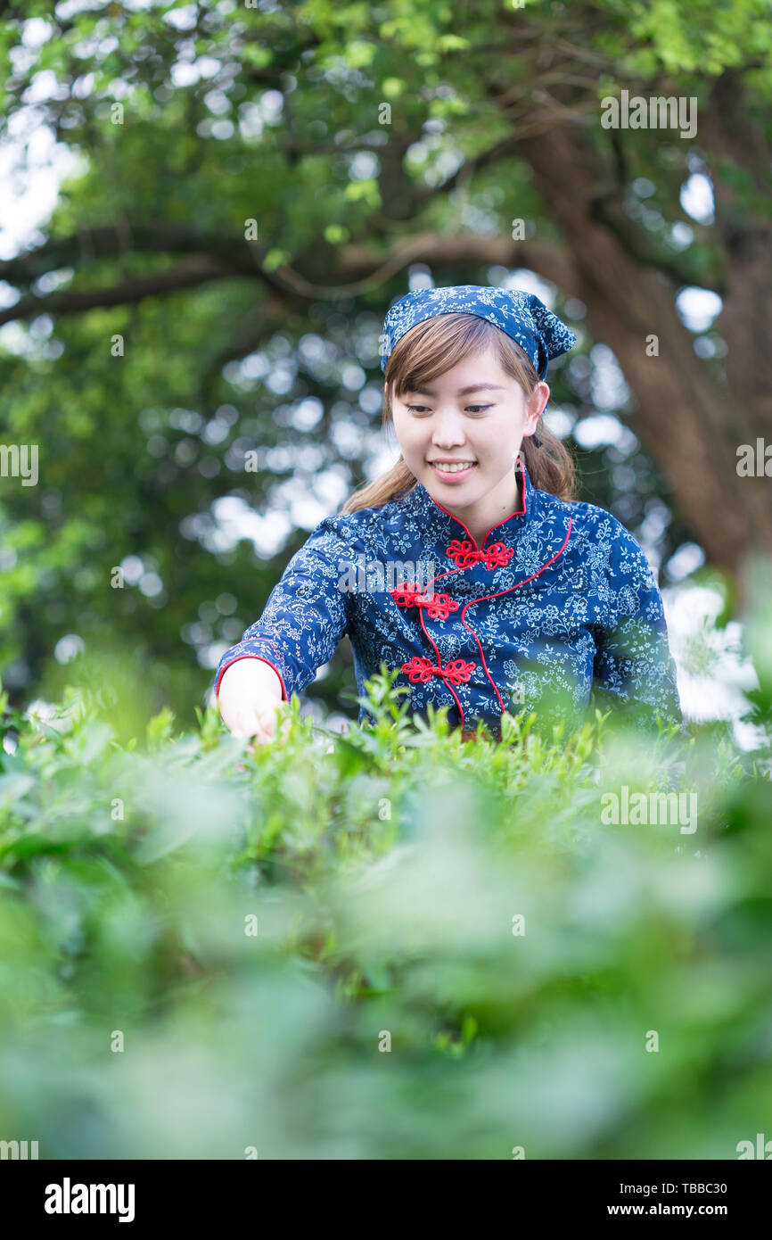 beautiful Asian girl works in green tea plantation Stock Photo - Alamy