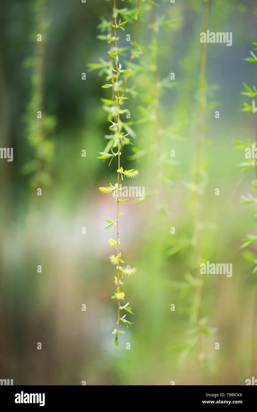 The willows germinate in spring Stock Photo - Alamy