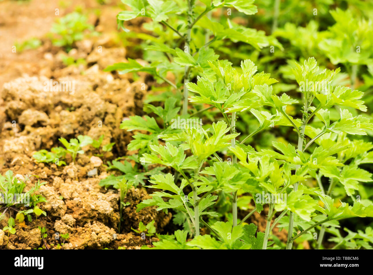 Aiye hi-res stock photography and images - Alamy