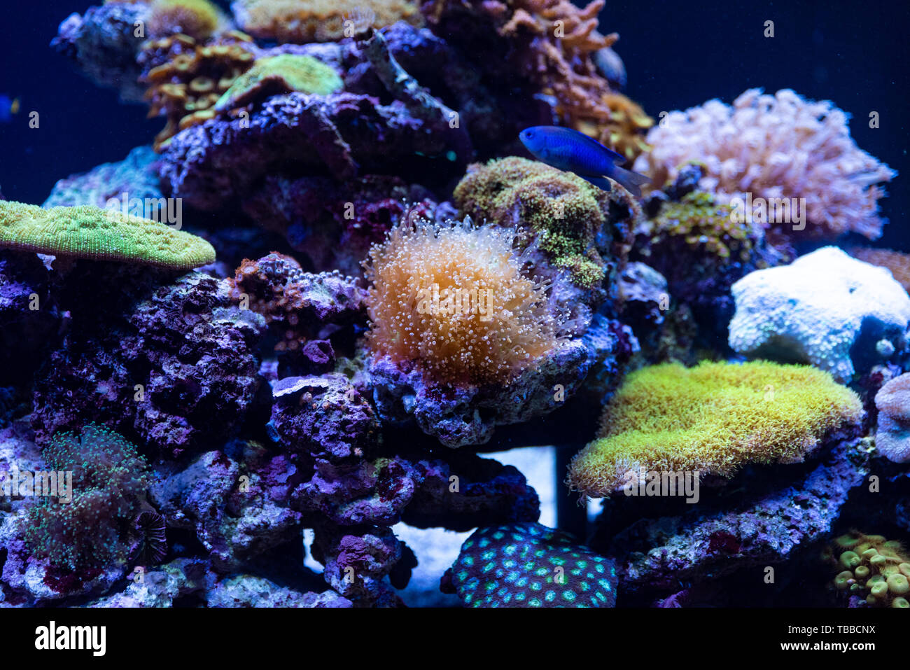 Coral group tropical fish Stock Photo - Alamy