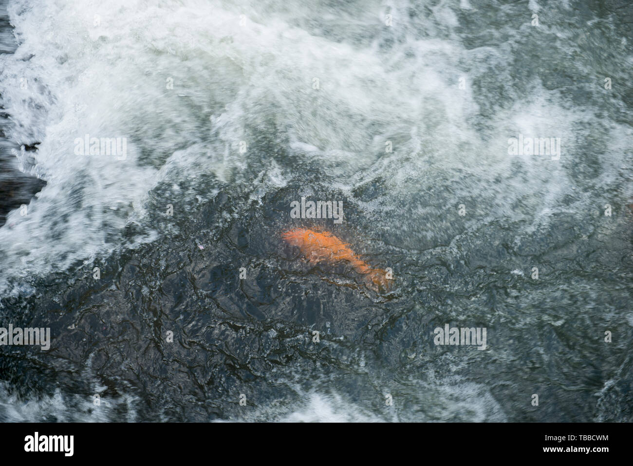 Carp play the waves, in a stream, there is a dam, blocking the way up ...