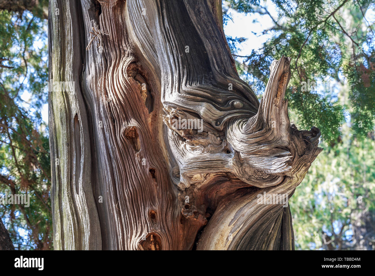Ancient trees in the Confucius Temple in Qufu, Shandong Province Stock ...