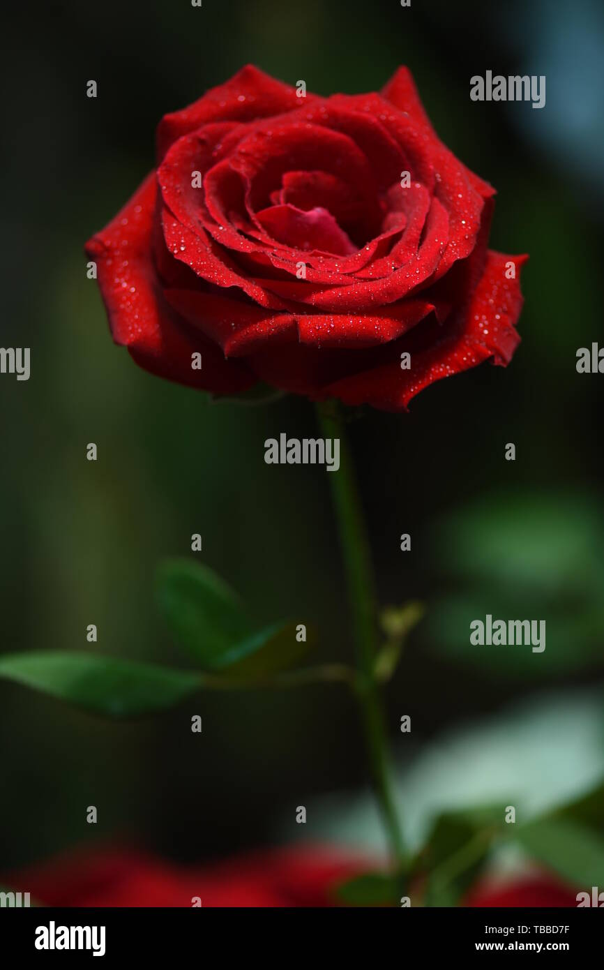 In daily life, roses are the general term for a series of flamboyant ...