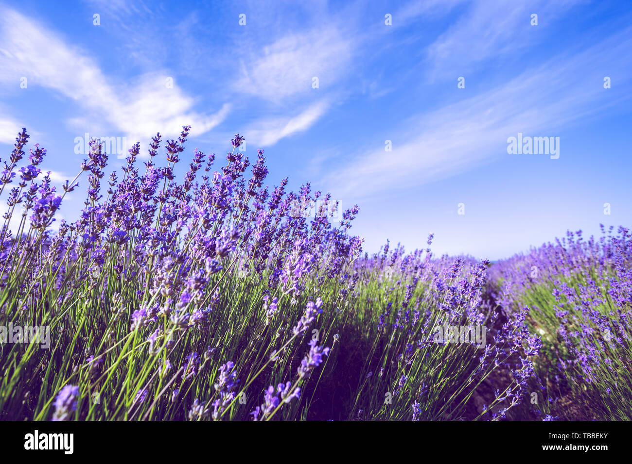 Lavender Field in the summer Stock Photo - Alamy