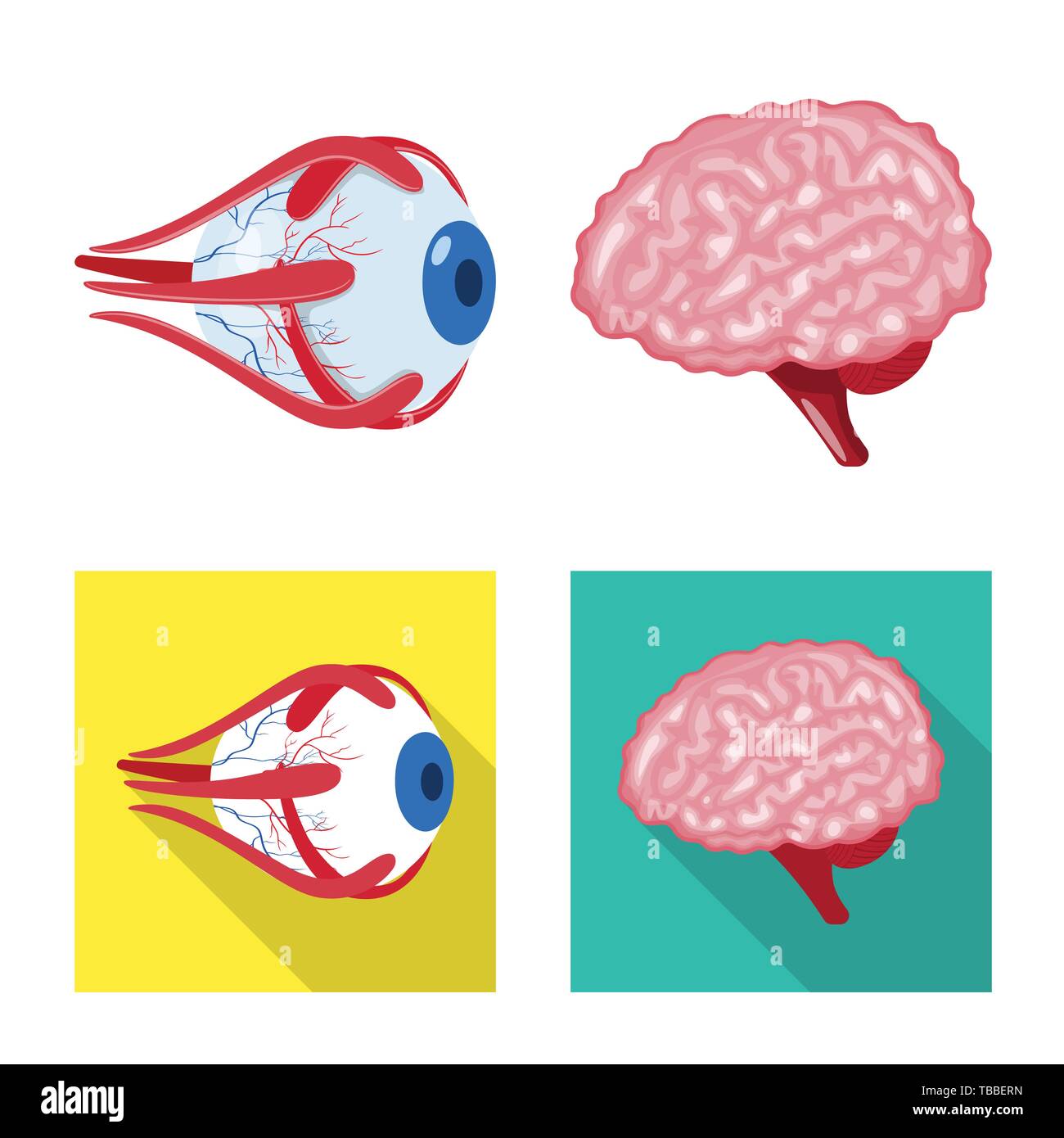 eyeball,brain,eye,mind,cornea,intelligence,layers,science,structure ...