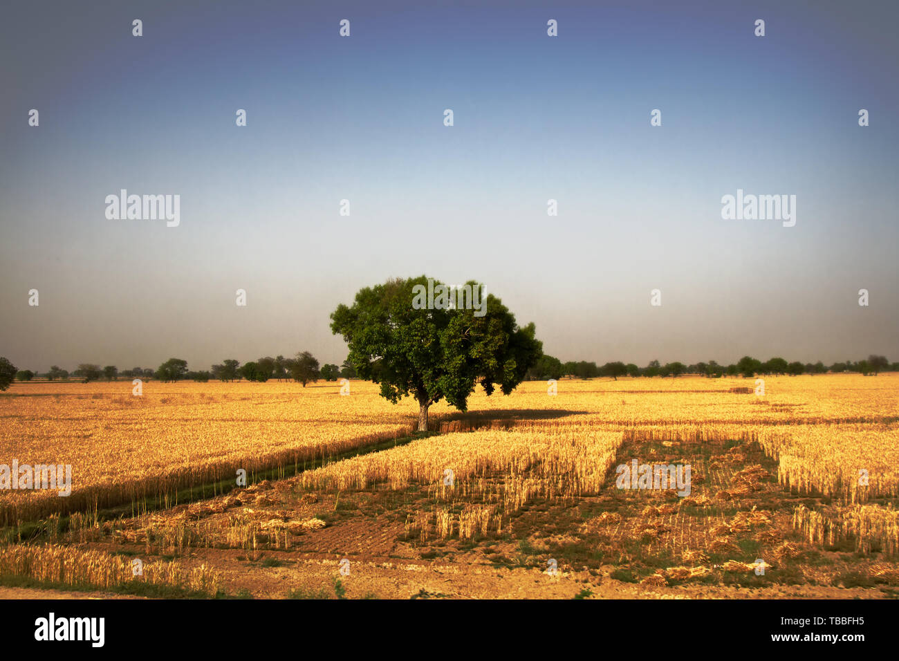 agricultural landscape of India, the time of harvesting crops Stock ...