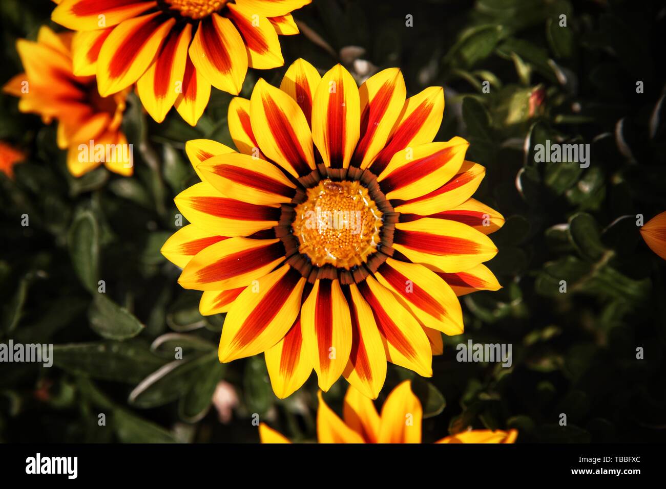 Medusa in the garden hi-res stock photography and images - Alamy