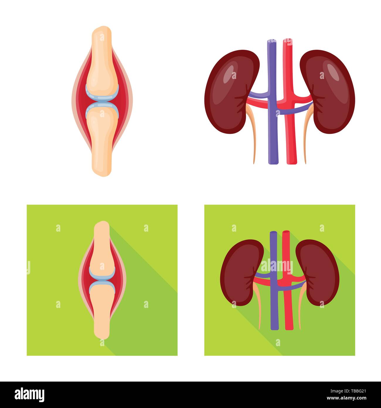 Bone tendon muscle marrow Cut Out Stock Images & Pictures - Alamy