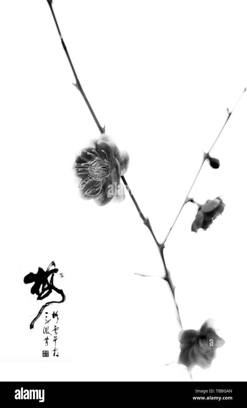 Ink plum hi-res stock photography and images - Alamy