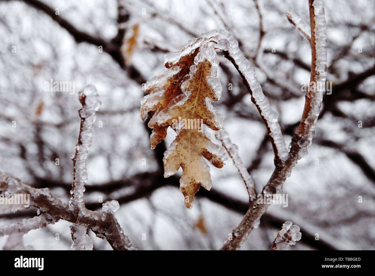 Natural disaster in form of ice rain came to southern region of Eastern ...