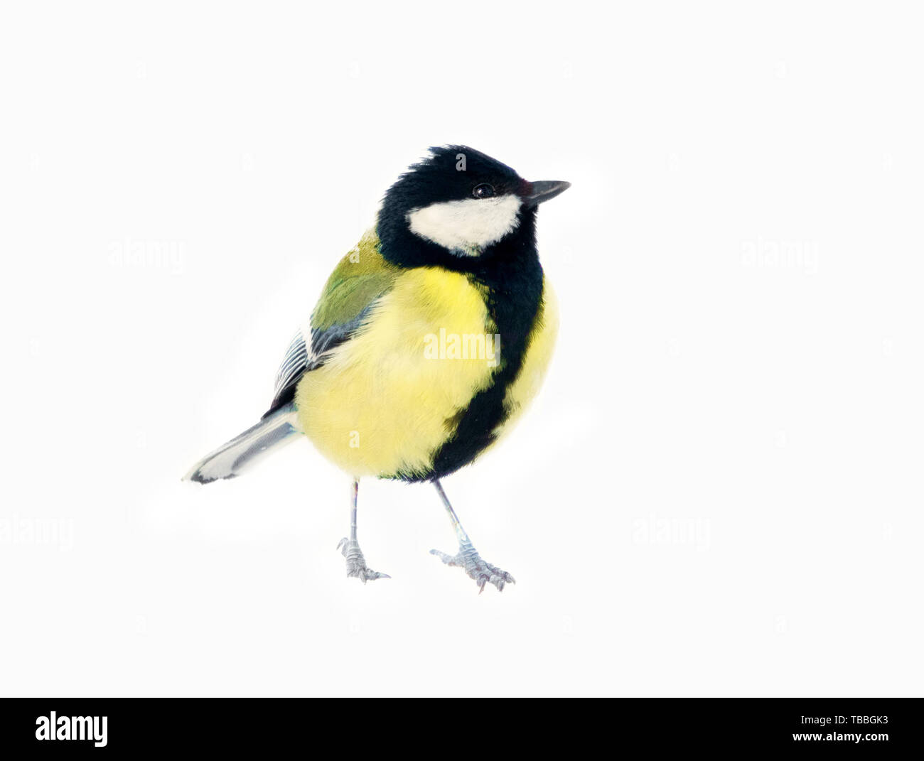 Great tit (Parus major, male) isolated on snow background. It's a sad ...