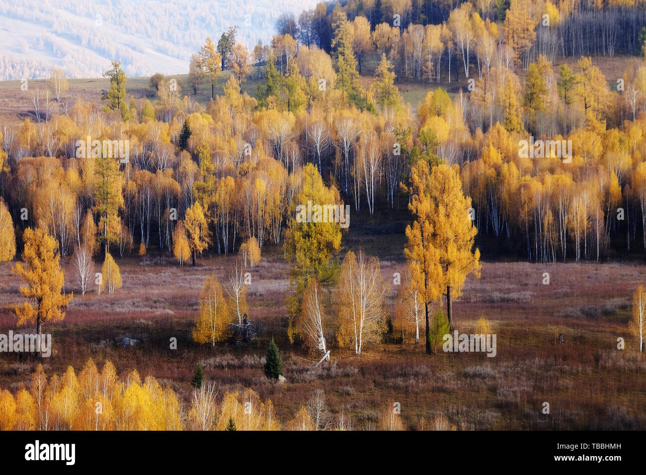 The birch forest Stock Photo - Alamy