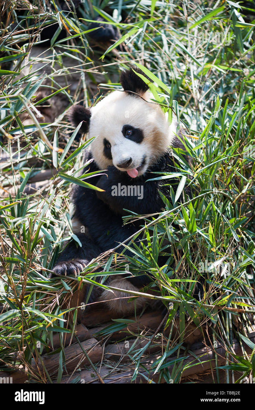 Giant panda in the woods Stock Photo - Alamy