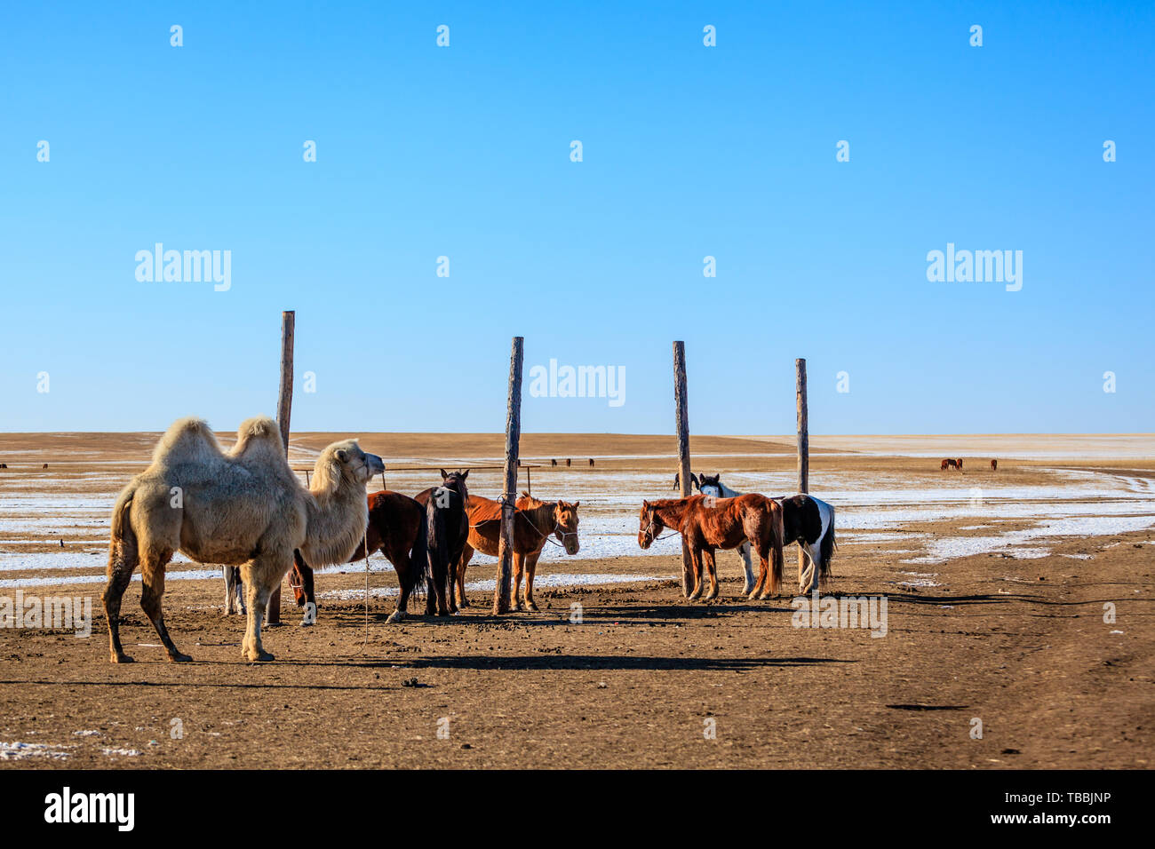 Hailar prairie tribe Stock Photo - Alamy