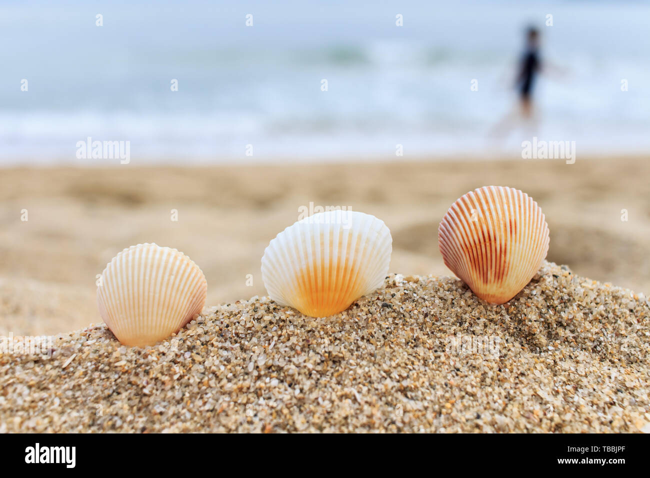 Three shells placed on the sand on the beach on the beach Stock Photo ...