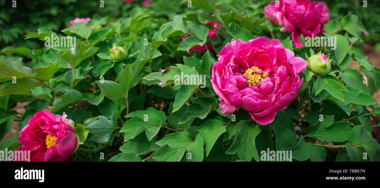 Luoyang peonies hi-res stock photography and images - Alamy