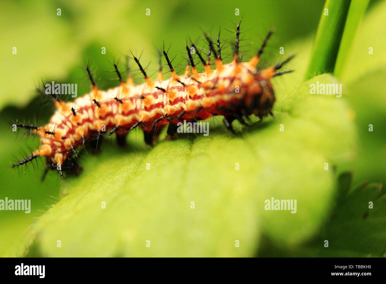 Human caterpillar hi-res stock photography and images - Alamy