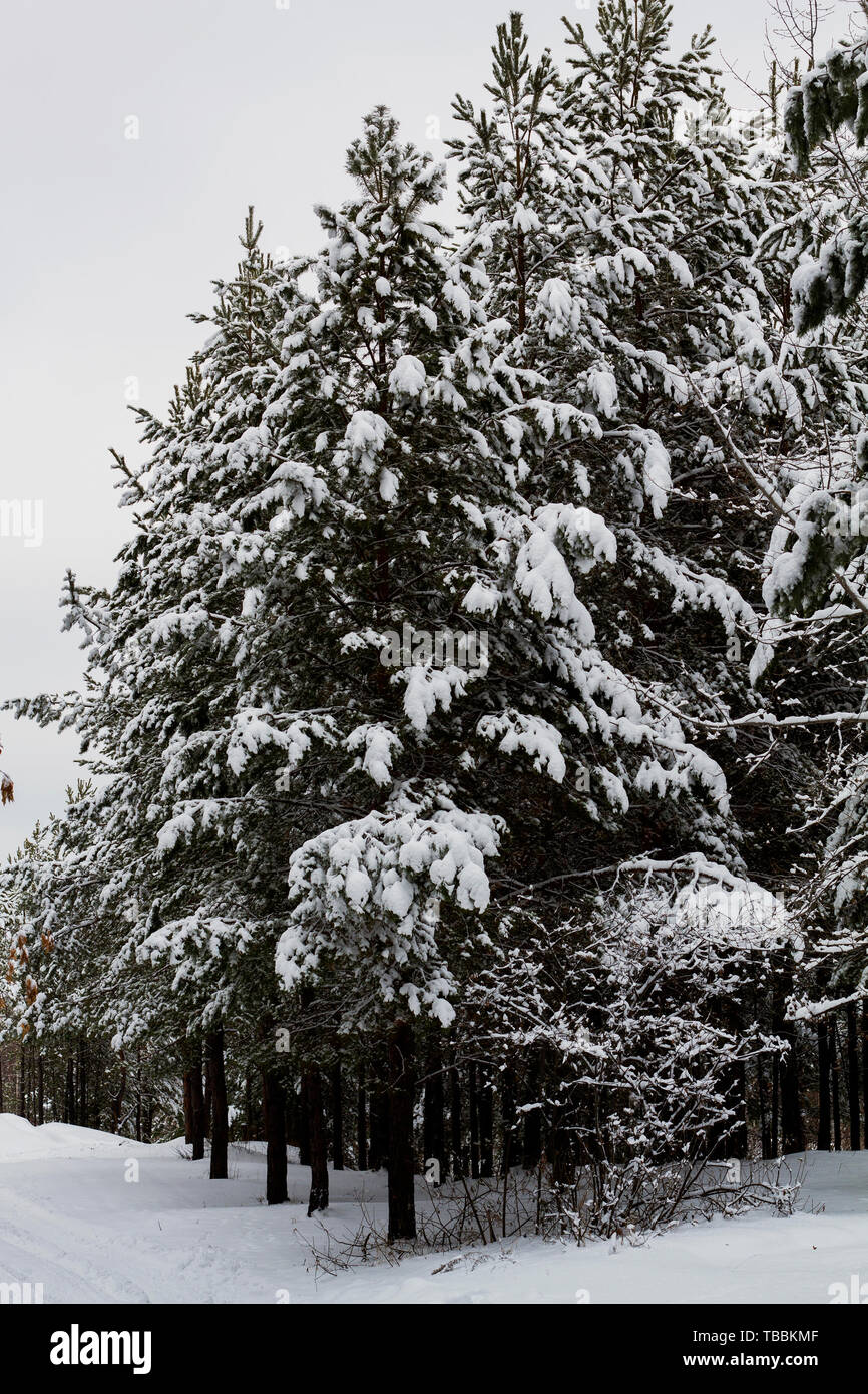 Trees in the winter forest hi-res stock photography and images - Alamy