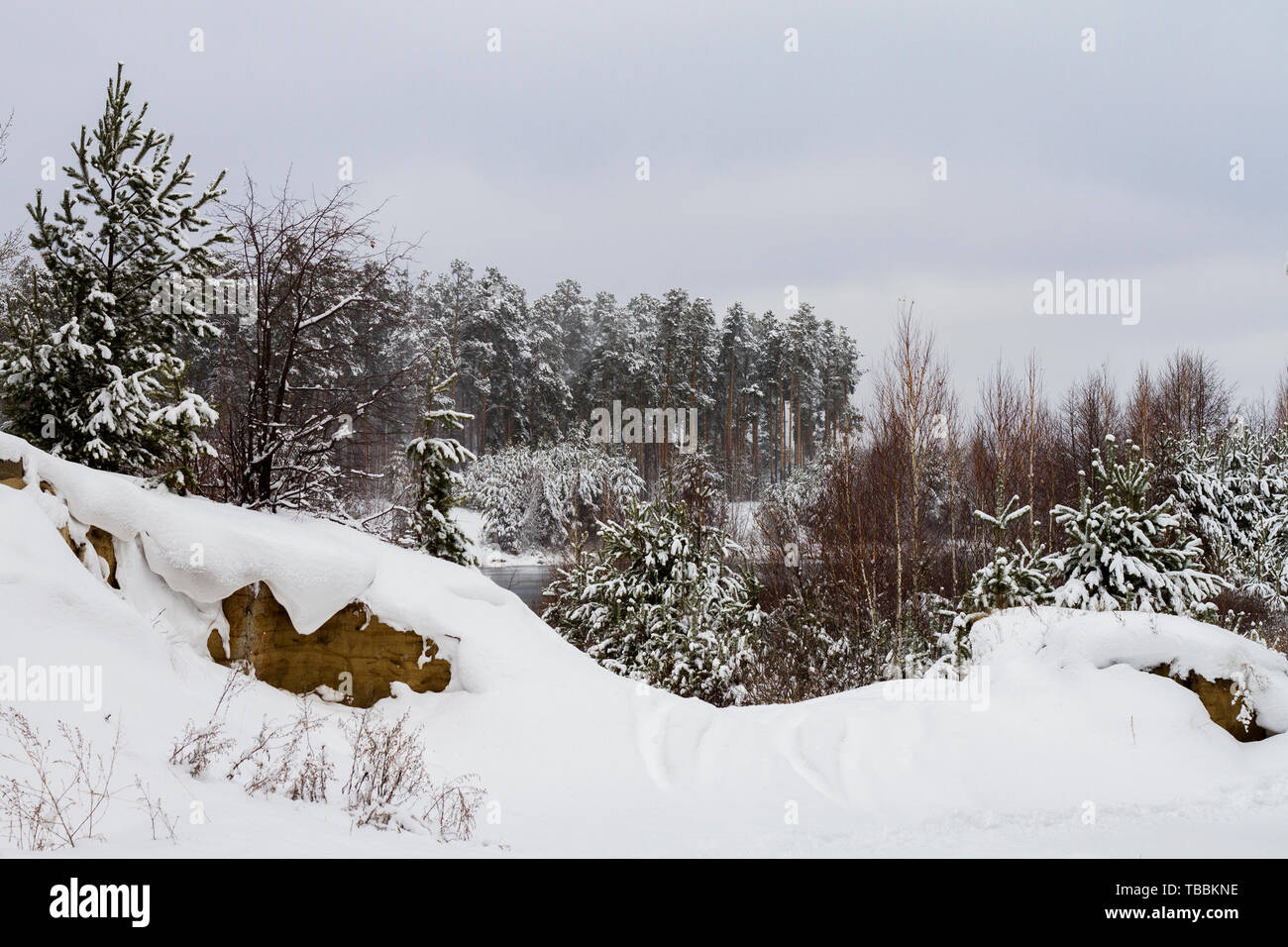 Trees in the winter forest hi-res stock photography and images - Alamy
