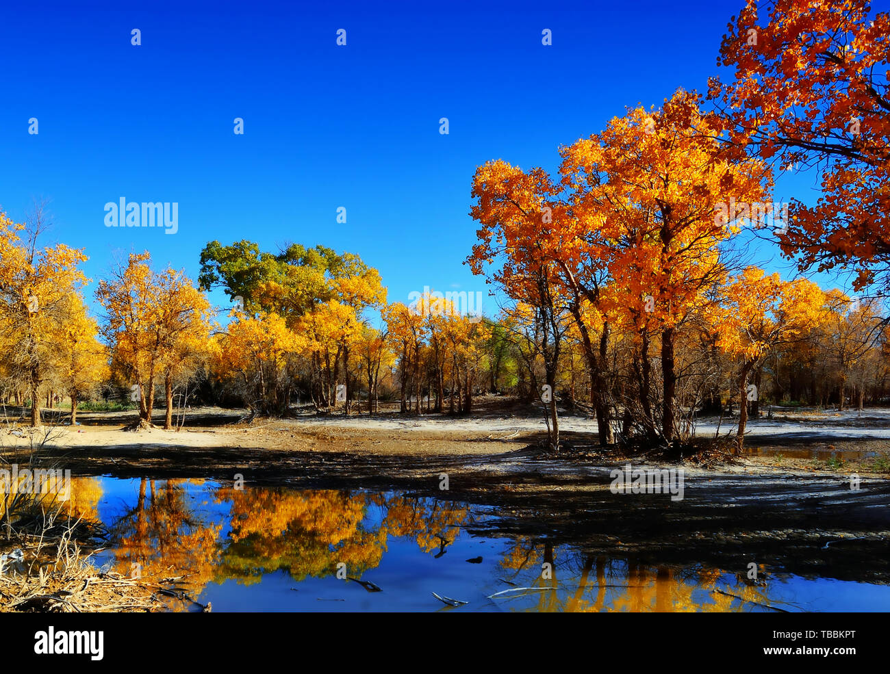 Park bright ejina flag hi-res stock photography and images - Alamy