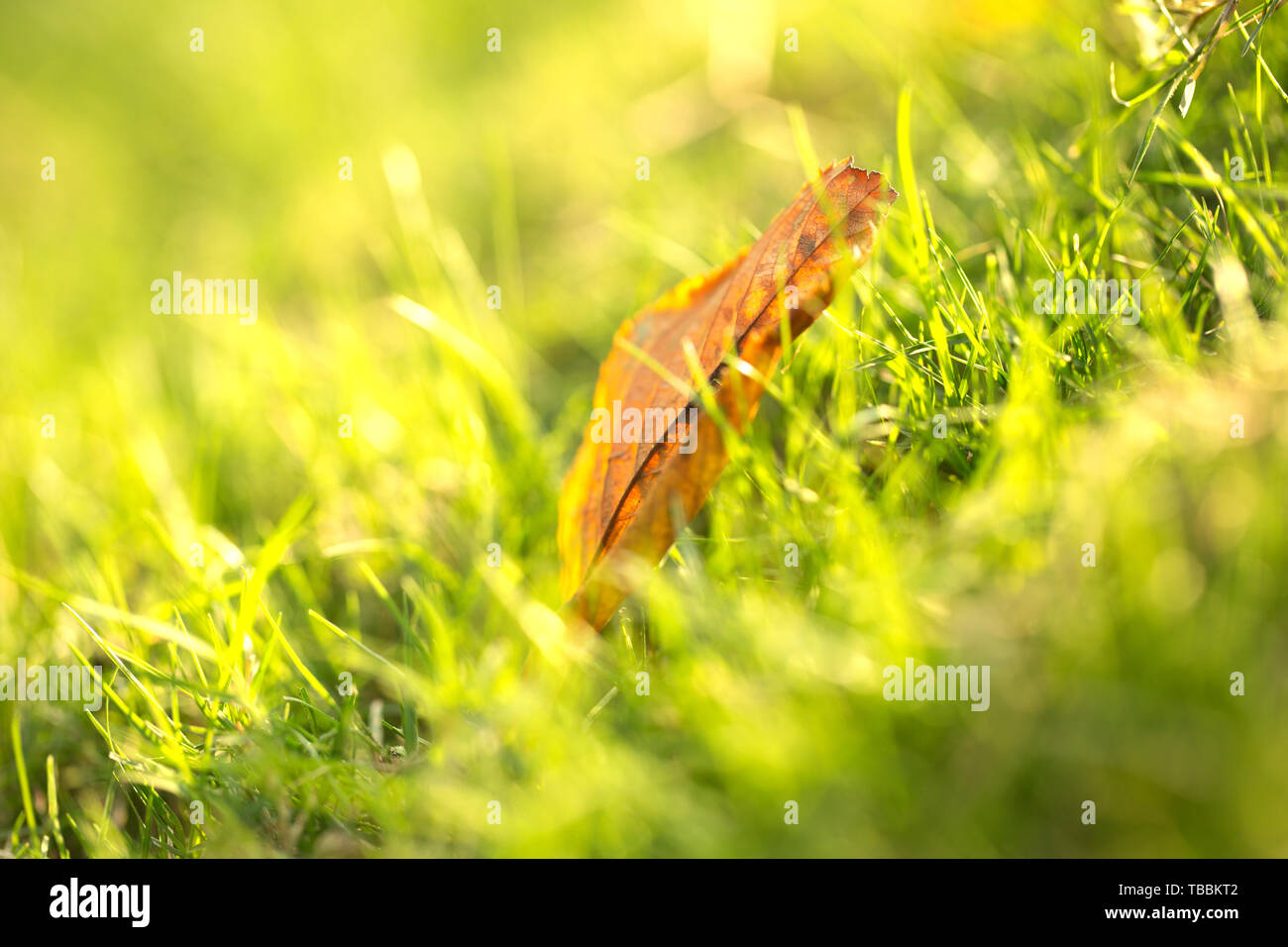 Autumn plant growth Stock Photo - Alamy