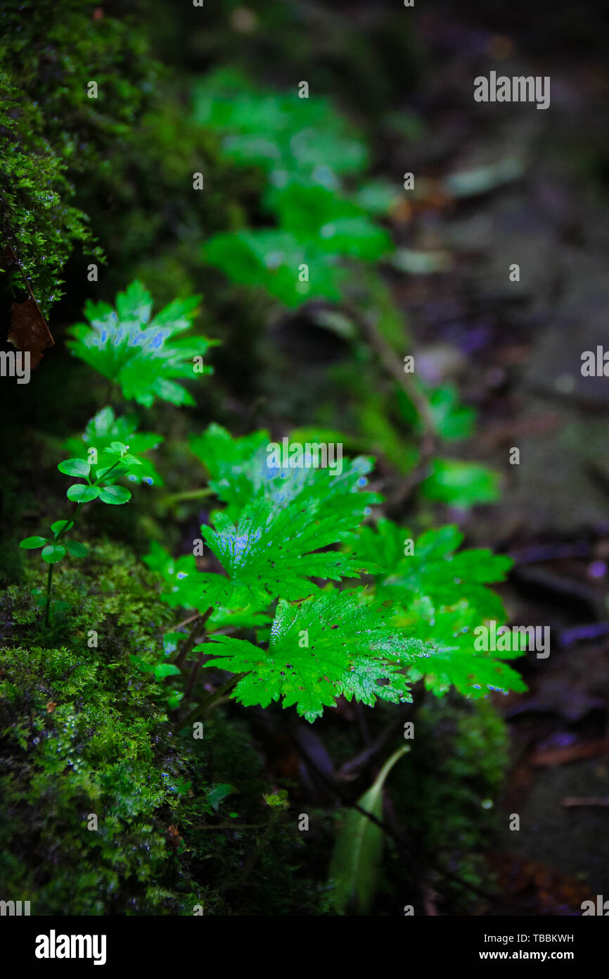 Photographer: Hu Wenkai Stock Photo - Alamy