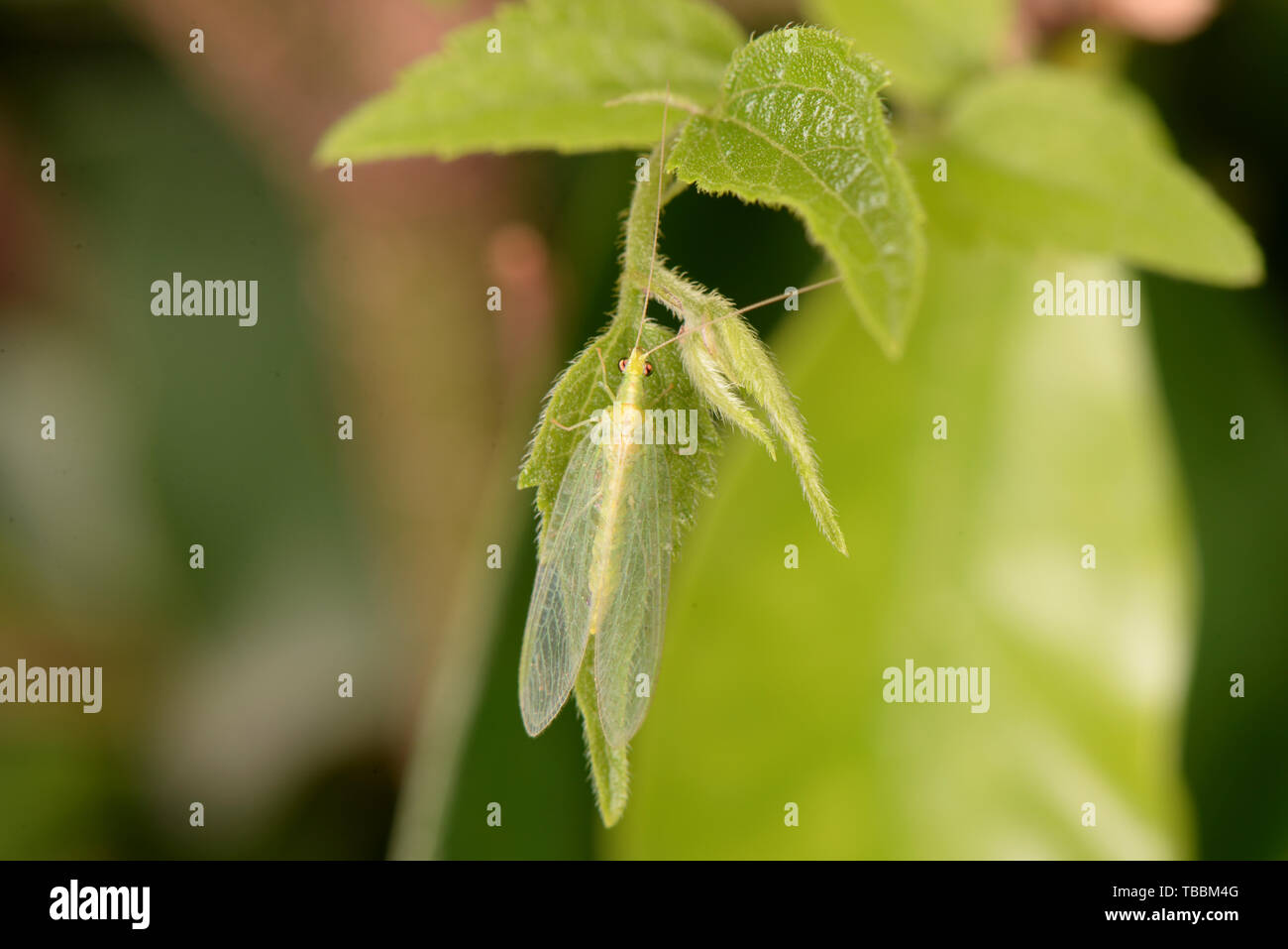 Pearl lacewing hi-res stock photography and images - Alamy