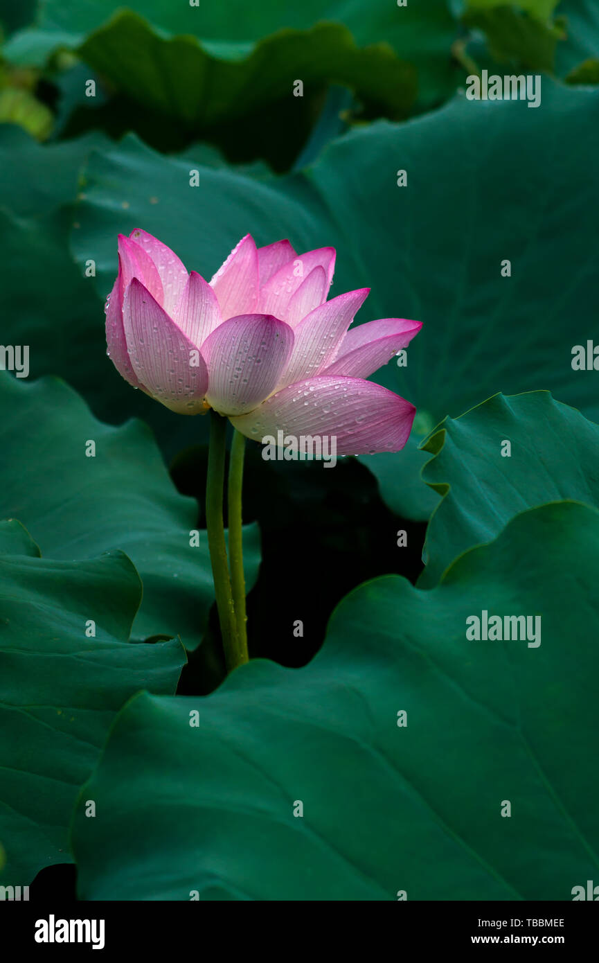 Flowers leaves lotus plants no one garden garden pond hi-res stock ...