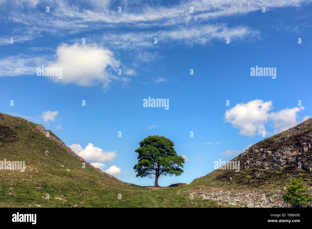 Sycamore Gap, Northumberland, England, UK, Europe Stock Photo - Alamy