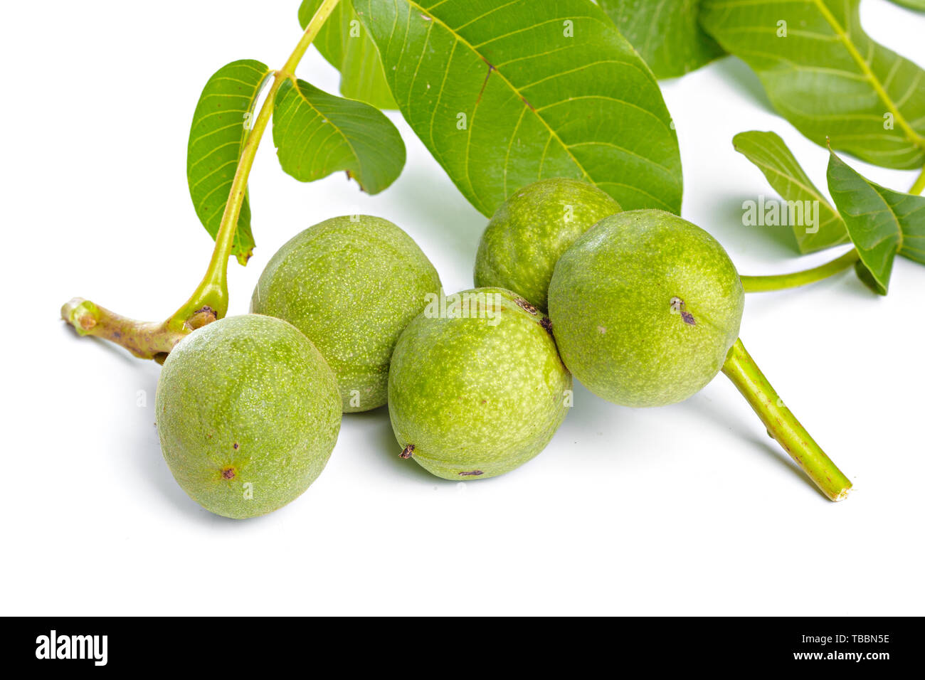 Walnuts fruits green tree branch isolated on a white background Stock ...