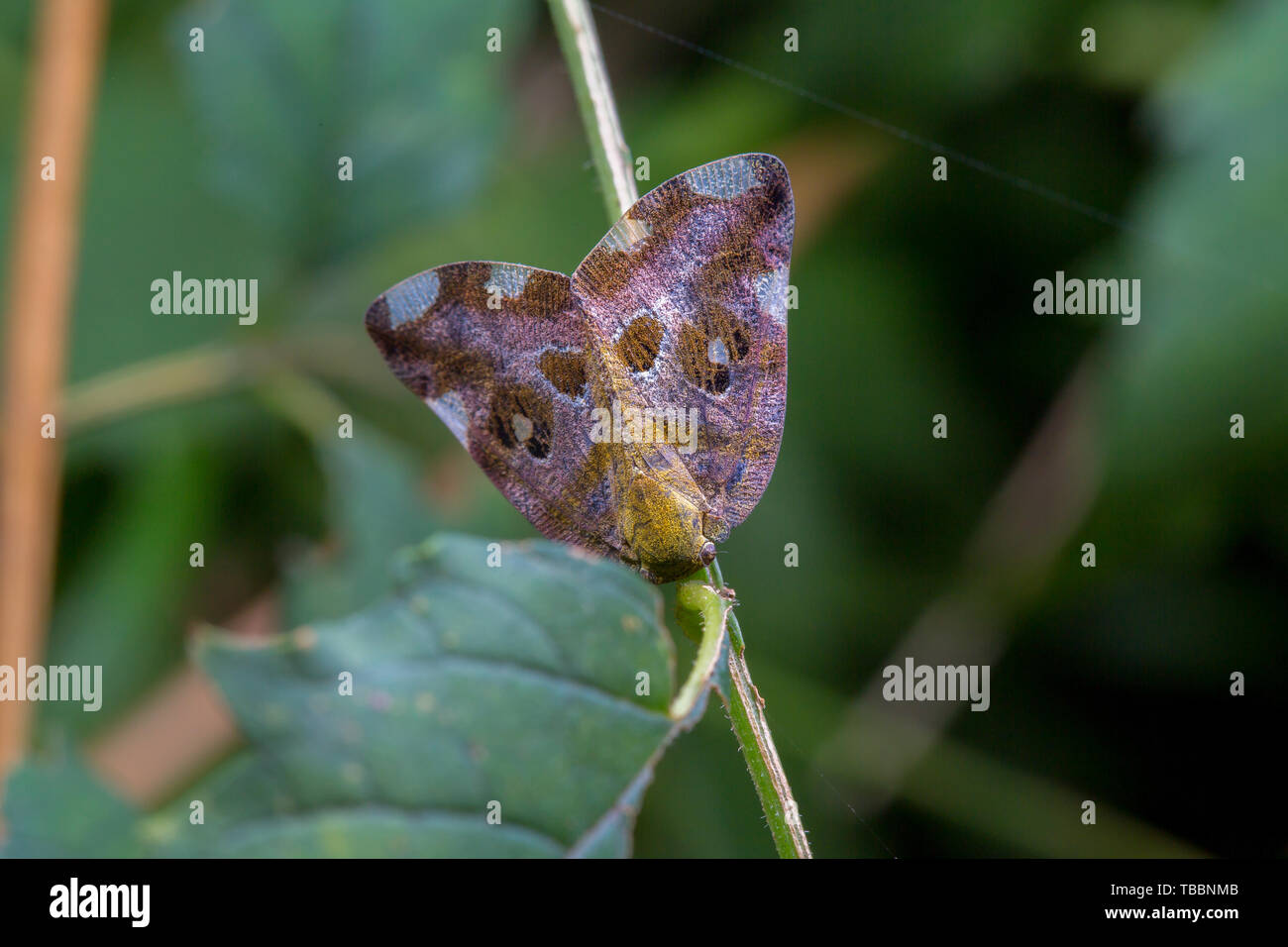 Lawn moths hi-res stock photography and images - Alamy