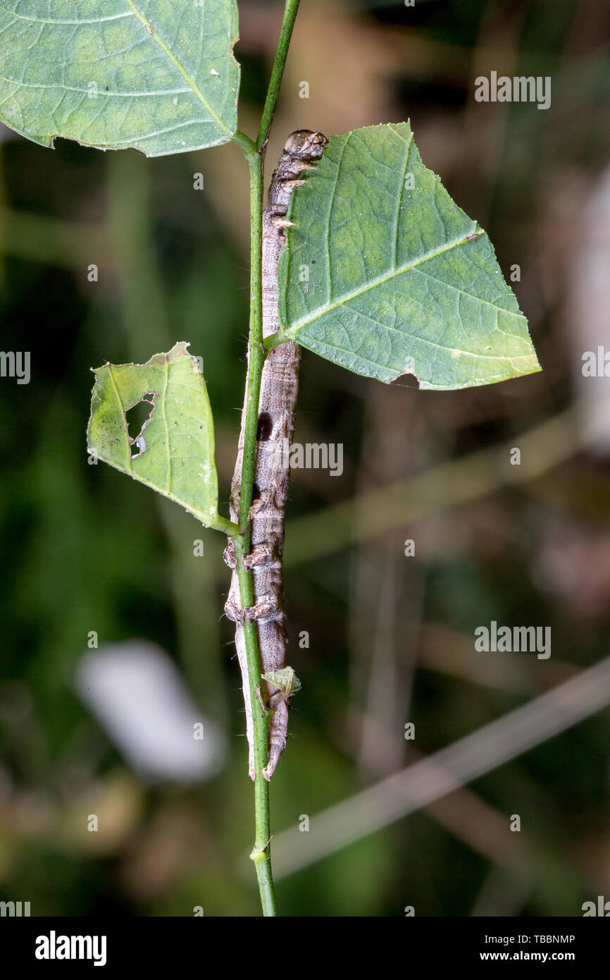 Larvae of various moths Stock Photo - Alamy